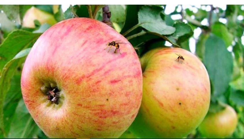 Queensland Fruit Fly disaster looming for Goulburn Murray Valley ...